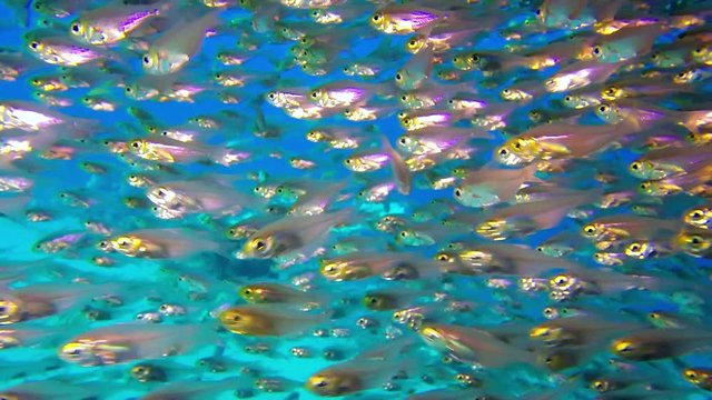 รูปภาพGlass-Fish – เลือกดูภาพถ่ายสต็อก เวกเตอร์ และวิดีโอ593 | Adobe Stock