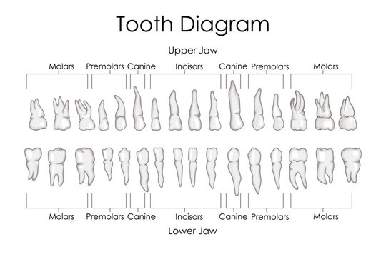 4,786 BEST Tooth Chart IMAGES, STOCK PHOTOS & VECTORS | Adobe Stock