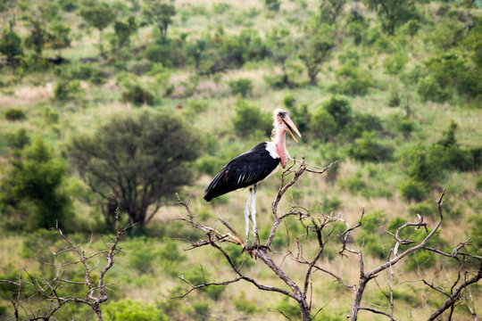 「Aasgeier」の写真素材 | 258件の無料イラスト画像 | Adobe Stock