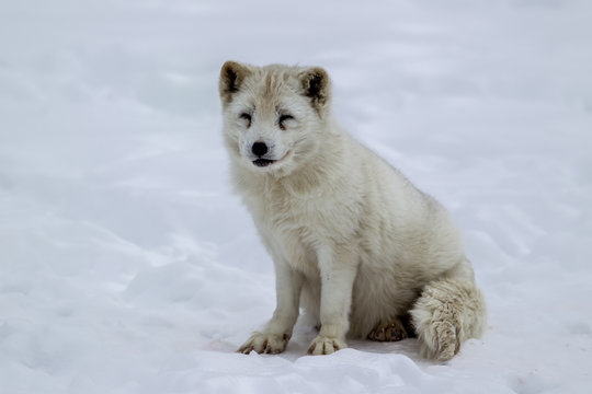「Artique」の写真素材 | 475件の無料イラスト画像 | Adobe Stock