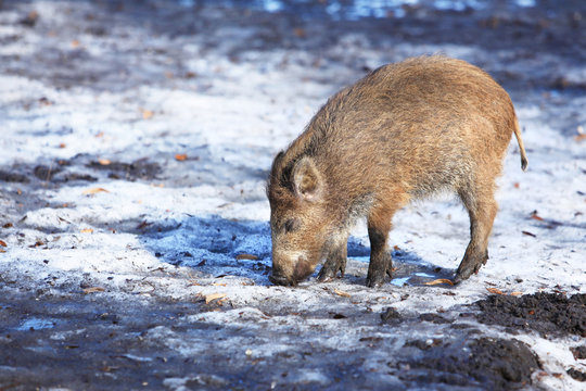 Warchlak Bilder – Durchsuchen 68 Archivfotos, Vektorgrafiken und Videos ...