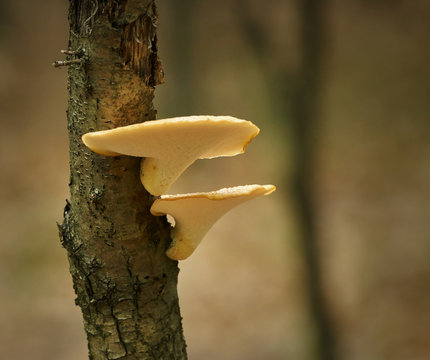 Unedible Bilder – Durchsuchen 482 Archivfotos, Vektorgrafiken und ...