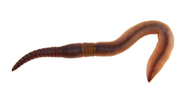 Imágenes de Anguine: descubre bancos de fotos, ilustraciones, vectores ...