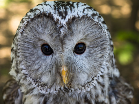 Owi Bilder – Durchsuchen 86 Archivfotos, Vektorgrafiken und Videos ...