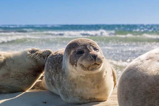 Seerobbe Images – Browse 4 Stock Photos, Vectors, and Video | Adobe Stock