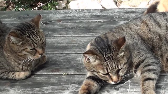 Tigroid bilder – Bläddra bland 11 stockfoton, vektorer och videor ...