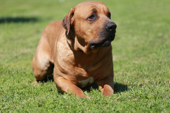 Tosa Boerboel Mix