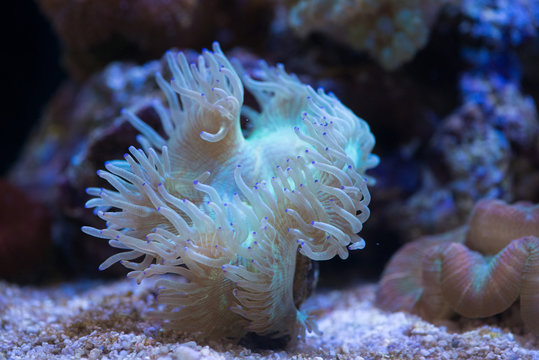 "Elegance Coral" Images – Browse 88 Stock Photos, Vectors, and Video ...