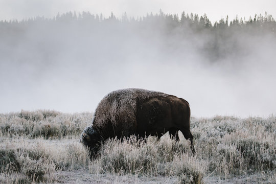 รูปภาพRoam – เลือกดูภาพถ่ายสต็อก เวกเตอร์ และวิดีโอ703,769 | Adobe Stock