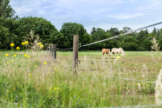 Pferdekoppel-Bilder: Stock-Fotos & -Videos. | Adobe Stock