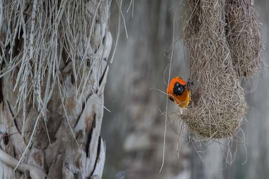 Troupial Billeder – Gennemse 225 stockfotos, vektorer og videoer ...