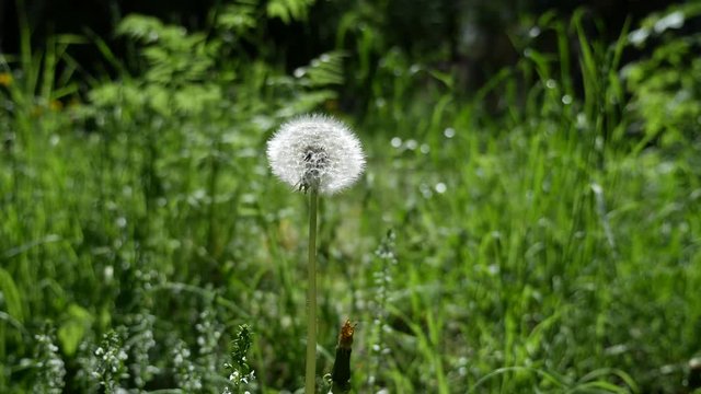 "One Seed" Images – Browse 39 Stock Photos, Vectors, and Video | Adobe ...