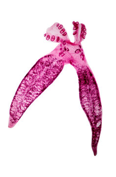 รูปภาพMonogenean – เลือกดูภาพถ่ายสต็อก เวกเตอร์ และวิดีโอ98 | Adobe Stock