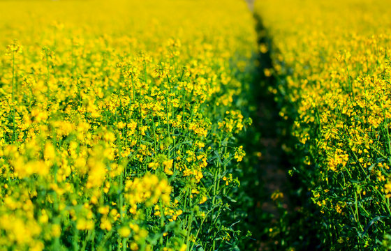 Rapsi Bilder – Durchsuchen 19 Archivfotos, Vektorgrafiken und Videos ...
