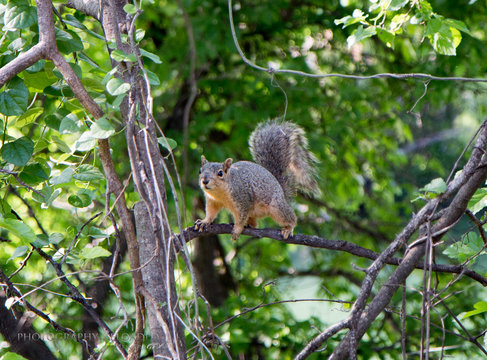 Squirl Bilder – Durchsuchen 134 Archivfotos, Vektorgrafiken und Videos ...