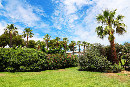 รูปภาพPalmeraie – เลือกดูภาพถ่ายสต็อก เวกเตอร์ และวิดีโอ1,192 | Adobe Stock