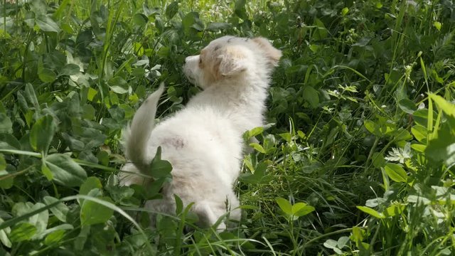 "Dog Playing Outside" Images – Browse 327 Stock Photos, Vectors, and ...