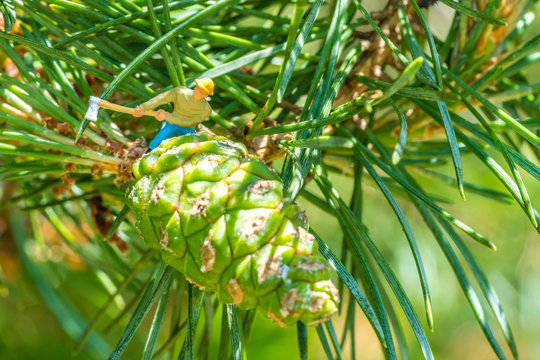 Pinoideae-Bilder: Stock-Fotos & -Videos. | Adobe Stock