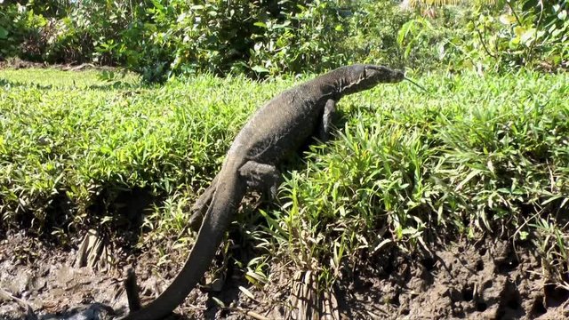 Imagens de Warane – Explore Fotografias do Stock, Vetores e Vídeos de ...