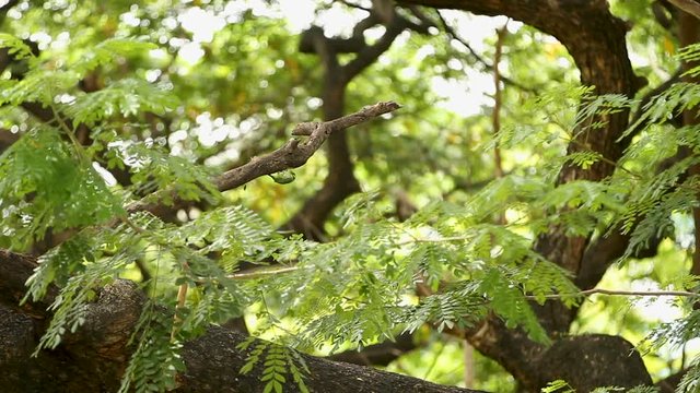 Greeen Images – Browse 2,748 Stock Photos, Vectors, and Video | Adobe Stock