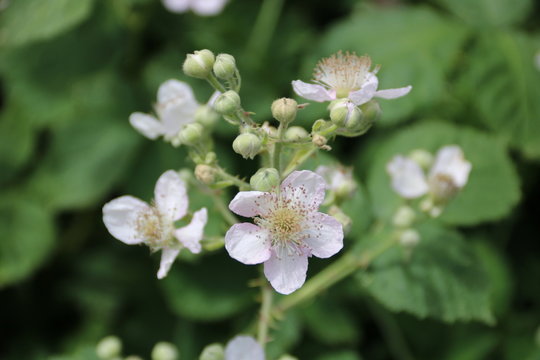 Brombeerhecke 이미지 – 찾아보기 80 스톡 사진, 벡터 및 비디오 | Adobe Stock