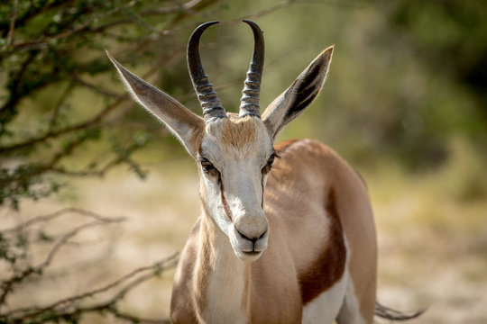 รูปภาพSpringboks – เลือกดูภาพถ่ายสต็อก เวกเตอร์ และวิดีโอ19,314 | Adobe ...