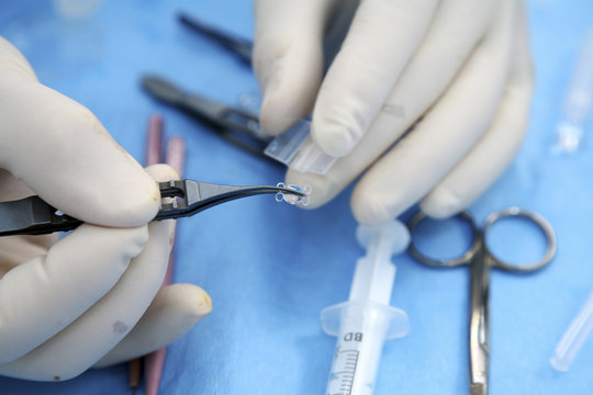 รูปภาพPhaco – เลือกดูภาพถ่ายสต็อก เวกเตอร์ และวิดีโอ331 | Adobe Stock