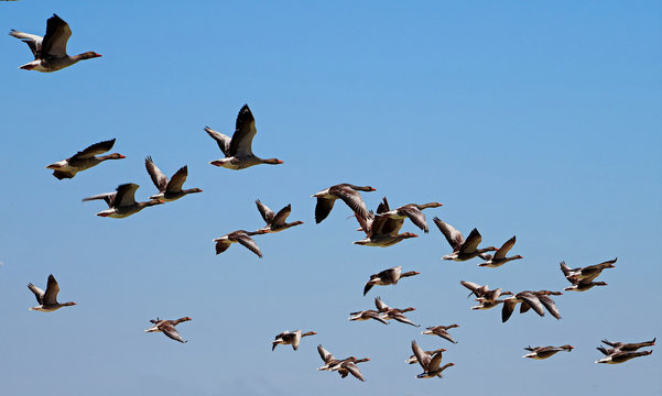 Vogelschwarm bilder – Bläddra bland 2,556 stockfoton, vektorer och ...