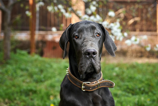 รูปภาพBoarhound – เลือกดูภาพถ่ายสต็อก เวกเตอร์ และวิดีโอ121 | Adobe Stock