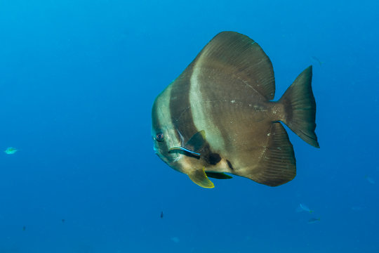 Putzerfisch Images – Browse 63 Stock Photos, Vectors, and Video | Adobe ...