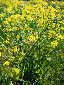 รูปภาพRapssaat – เลือกดูภาพถ่ายสต็อก เวกเตอร์ และวิดีโอ93 | Adobe Stock