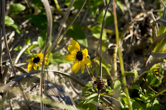 「Croaa」の写真素材 | 6件の無料イラスト画像 | Adobe Stock