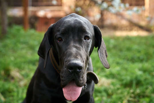 รูปภาพBoarhound – เลือกดูภาพถ่ายสต็อก เวกเตอร์ และวิดีโอ134 | Adobe Stock