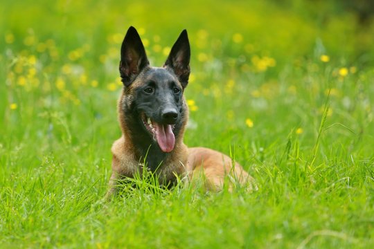 รูปภาพMalinois – เลือกดูภาพถ่ายสต็อก เวกเตอร์ และวิดีโอ38,833 | Adobe Stock