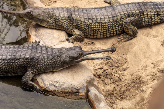 Gharial Images – Browse 1,917 Stock Photos, Vectors, and Video | Adobe ...