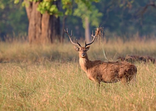 Barasingha Images – Browse 752 Stock Photos, Vectors, and Video | Adobe ...