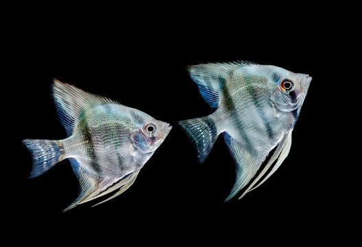 "Angle Fish" Imagens – Procure 56 fotos, vetores e vídeos | Adobe Stock