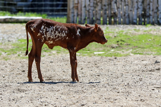 「Ruminer」の画像 - 760 件の Stock 写真、ベクターおよびビデオ | Adobe Stock