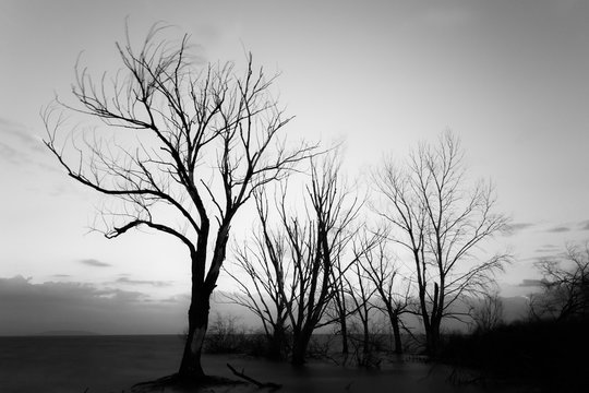 รูปภาพSway – เลือกดูภาพถ่ายสต็อก เวกเตอร์ และวิดีโอ132,457 | Adobe Stock