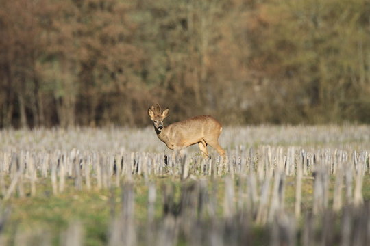 Brocard 이미지 – 찾아보기 613 스톡 사진, 벡터 및 비디오 | Adobe Stock