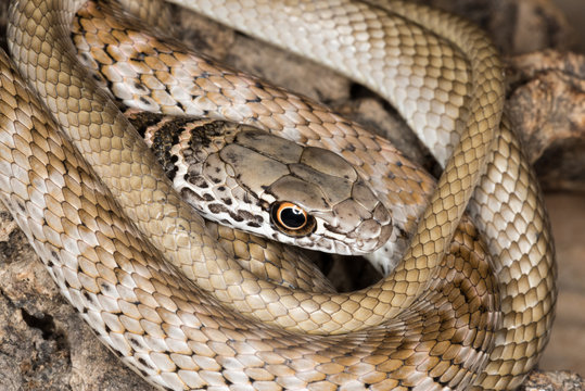 「Coachwhip」の写真素材 | 413件の無料イラスト画像 | Adobe Stock