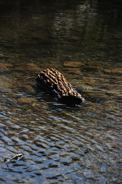 รูปภาพAtascado – เลือกดูภาพถ่ายสต็อก เวกเตอร์ และวิดีโอ13 | Adobe Stock