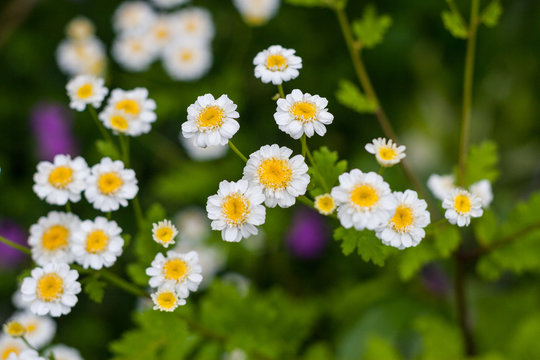 「Maruna」の写真素材 | 43件の無料イラスト画像 | Adobe Stock