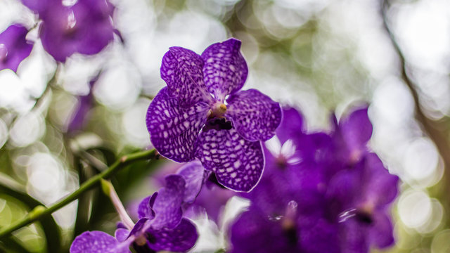 รูปภาพOlant – เลือกดูภาพถ่ายสต็อก เวกเตอร์ และวิดีโอ552 | Adobe Stock