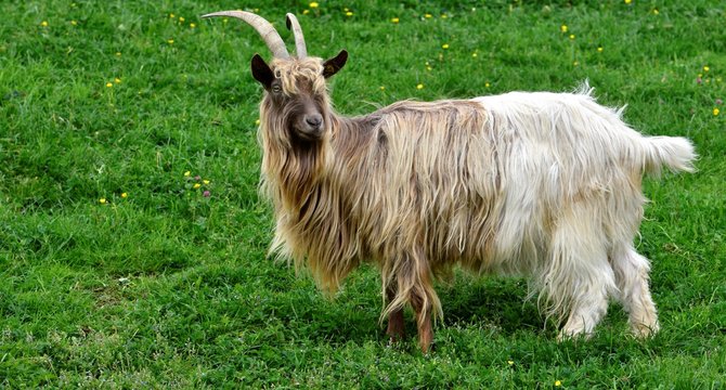 Imagens de Biquette – Explore Fotografias do Stock, Vetores e Vídeos de ...