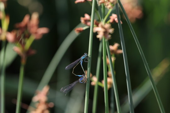 รูปภาพOdonate – เลือกดูภาพถ่ายสต็อก เวกเตอร์ และวิดีโอ47,478 | Adobe Stock