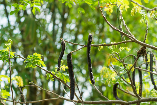 รูปภาพMonkeypod – เลือกดูภาพถ่ายสต็อก เวกเตอร์ และวิดีโอ4,993 | Adobe Stock