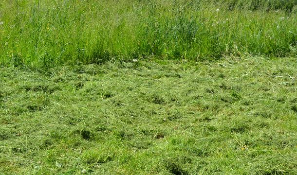 Grassilage-Bilder: Stock-Fotos & -Videos. | Adobe Stock