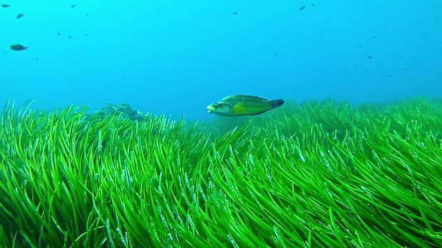 Peto Bilder – Durchsuchen 289 Archivfotos, Vektorgrafiken und Videos ...