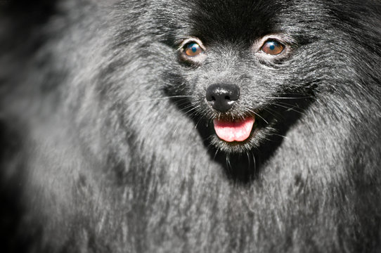 Shpitz Images – Browse 347 Stock Photos, Vectors, and Video | Adobe Stock